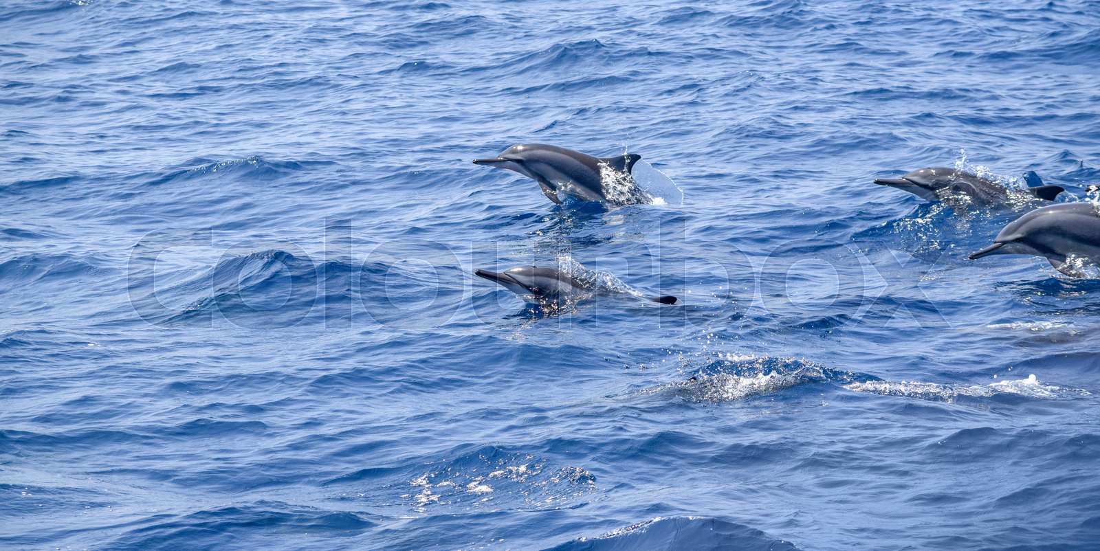 oceanic dolphins | Stock image | Colourbox