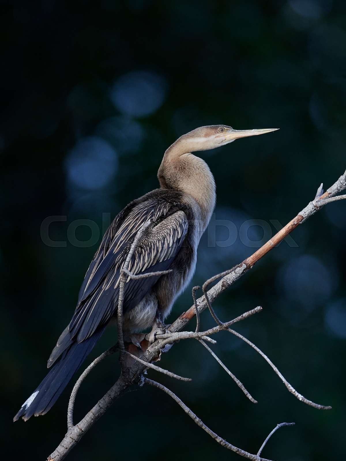 vogel, tier, fauna | Stock Bild | Colourbox