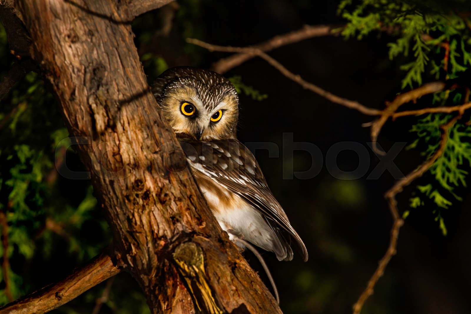 tier, schnabel, vogel | Stock Bild | Colourbox