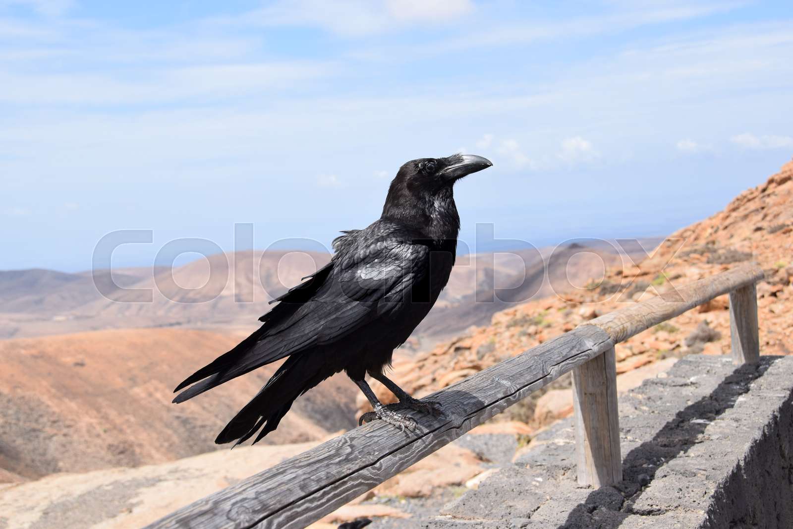 raven in the mountains | Stock image | Colourbox