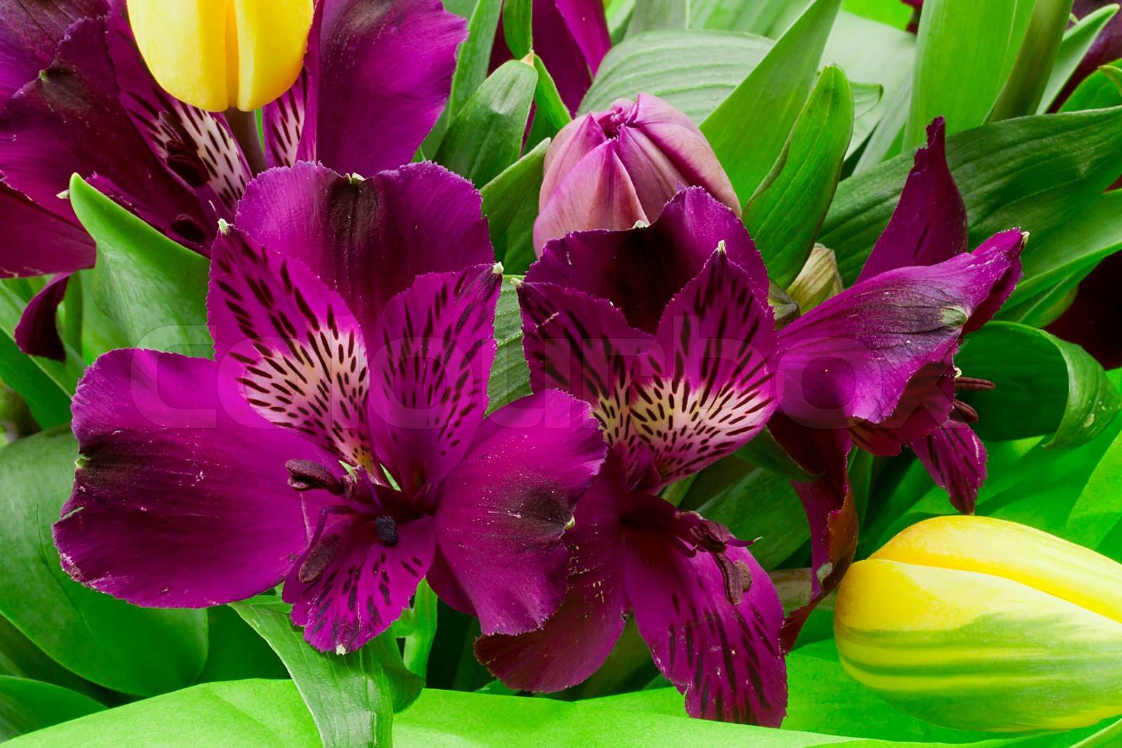 Purple Alstroemeria Flowers | Stock image | Colourbox