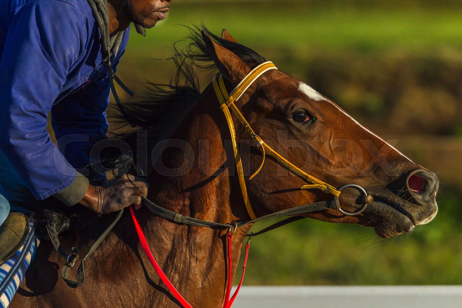 Race Horse Rider Running Training Dawn | Stock image | Colourbox