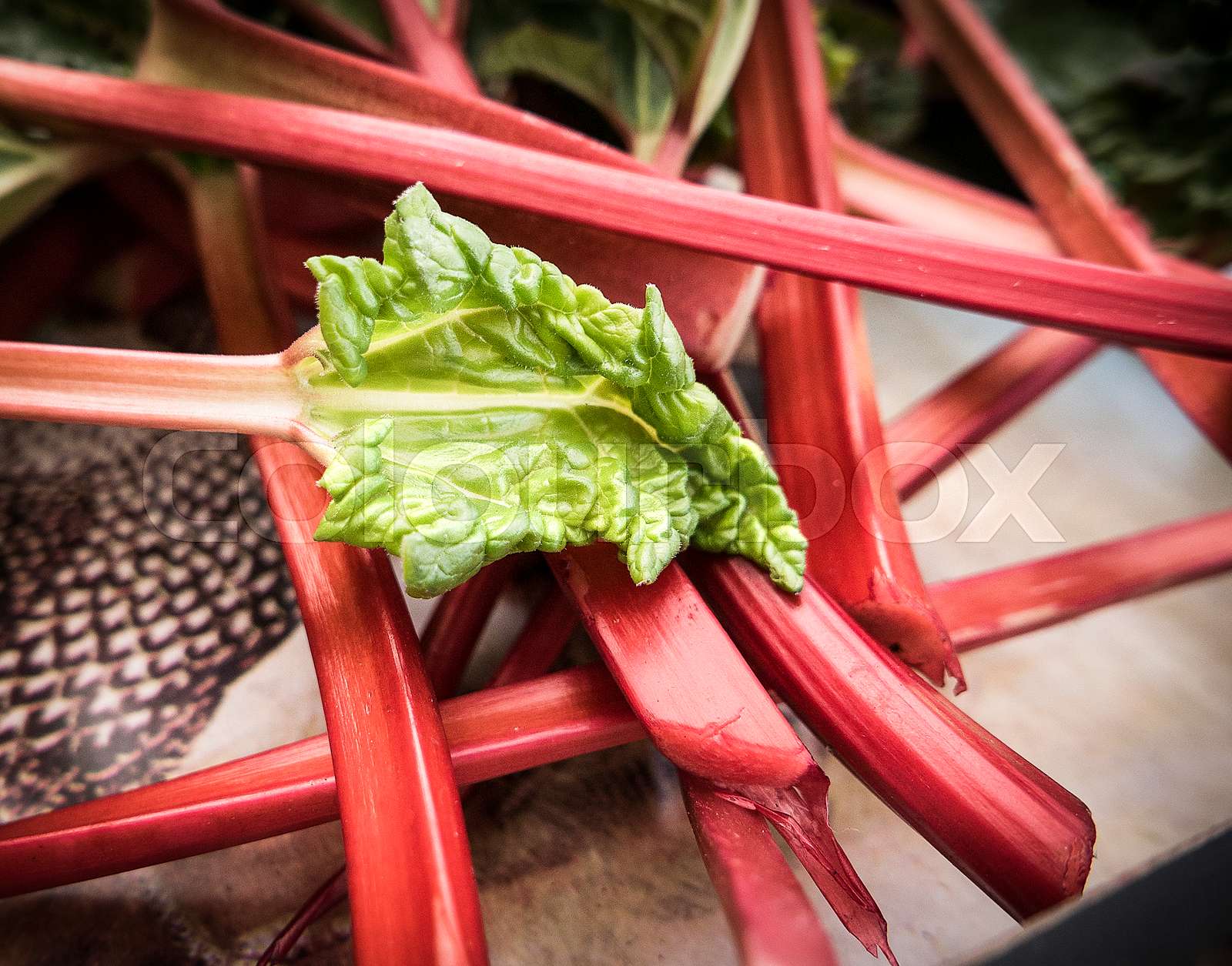 Early harvest of rhubarb. | Stock image | Colourbox