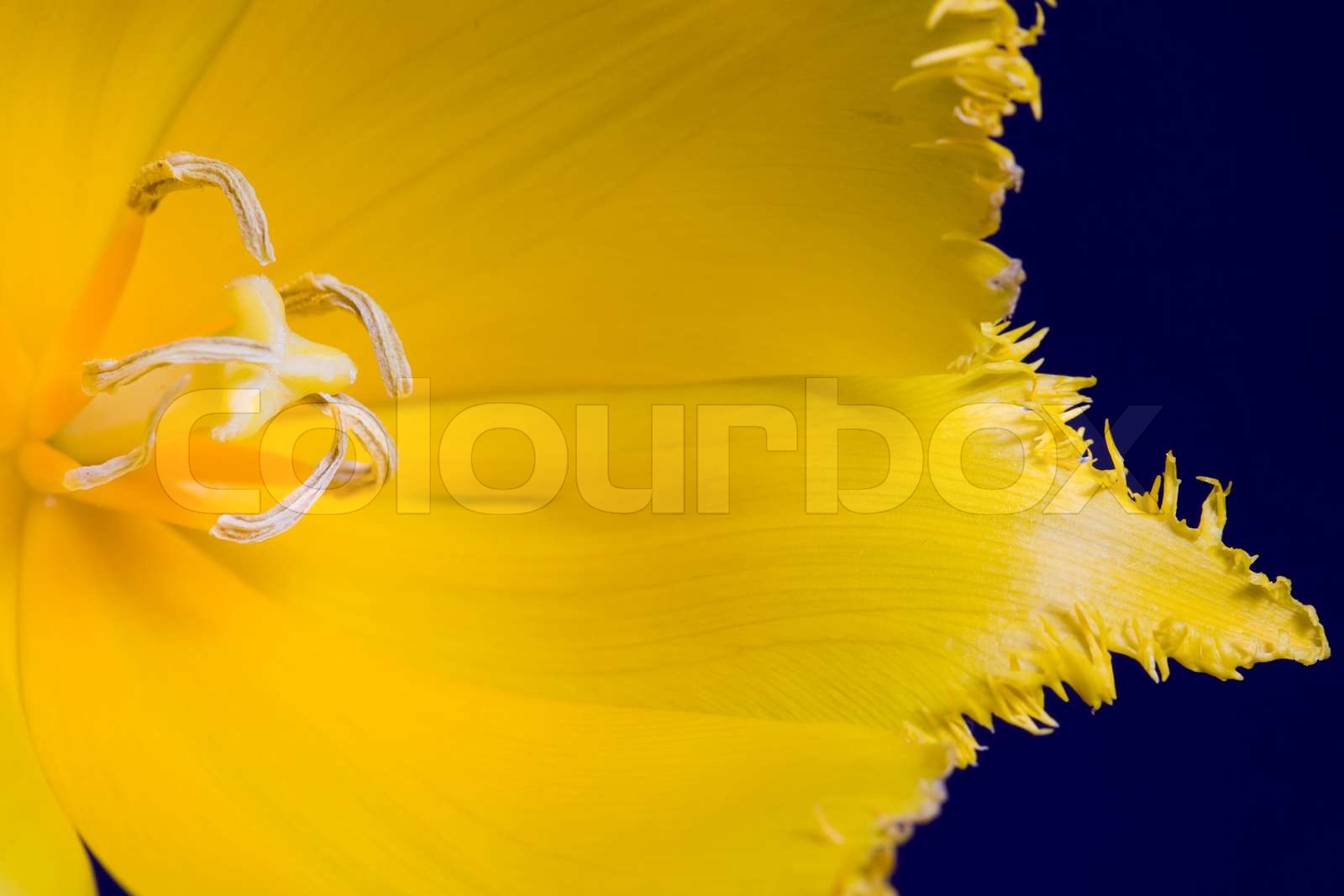 Yellow | Stock image | Colourbox
