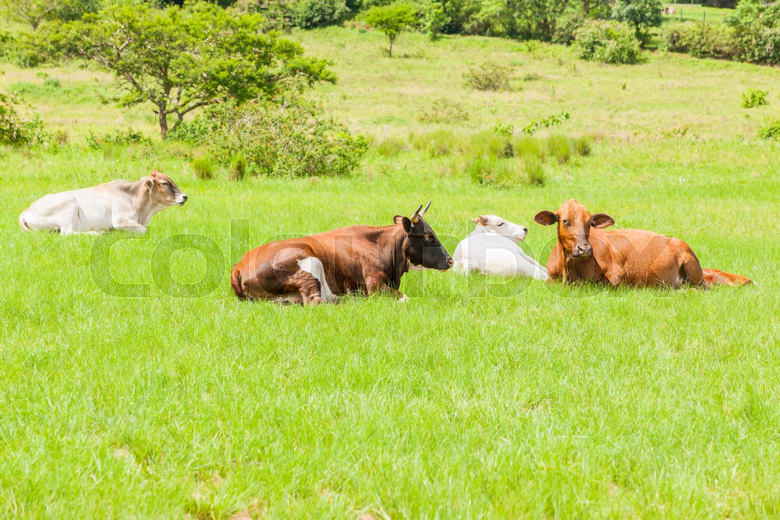 Cows Cattle Resting | Stock image | Colourbox