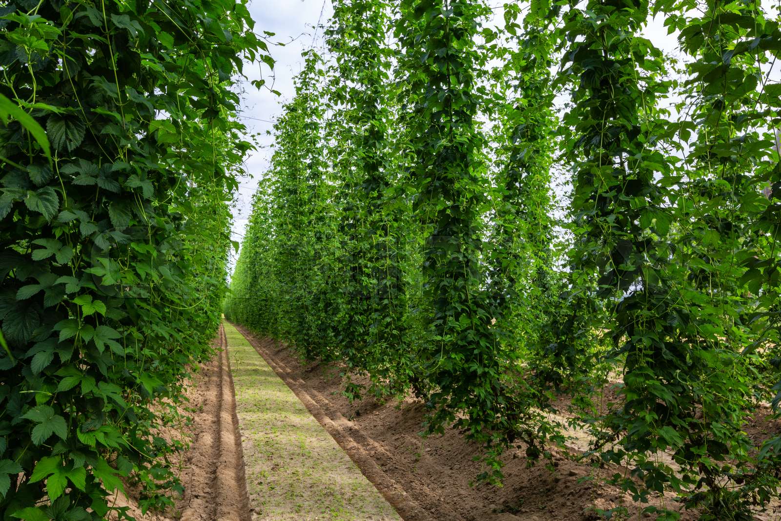 Hop field in Germany | Stock image | Colourbox