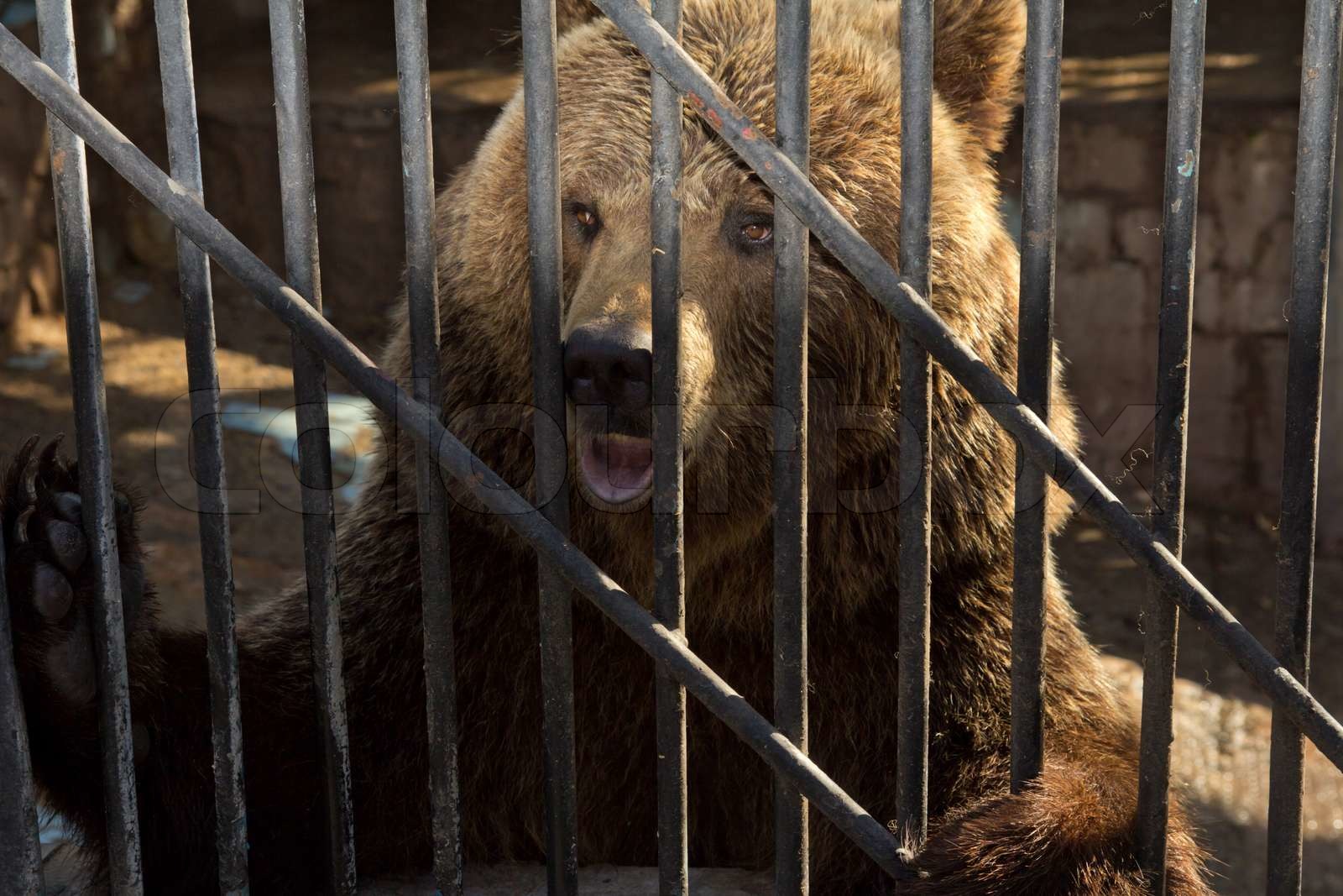 Bear behind bars in a zoo | Stock image | Colourbox