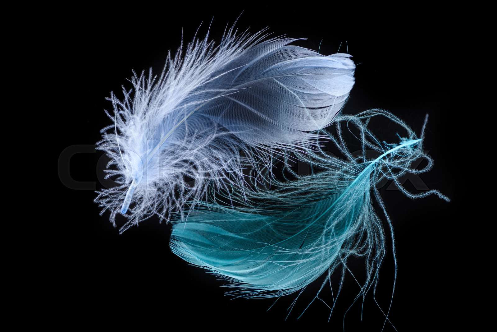 two blue bright soft feathers isolated on black | Stock image | Colourbox