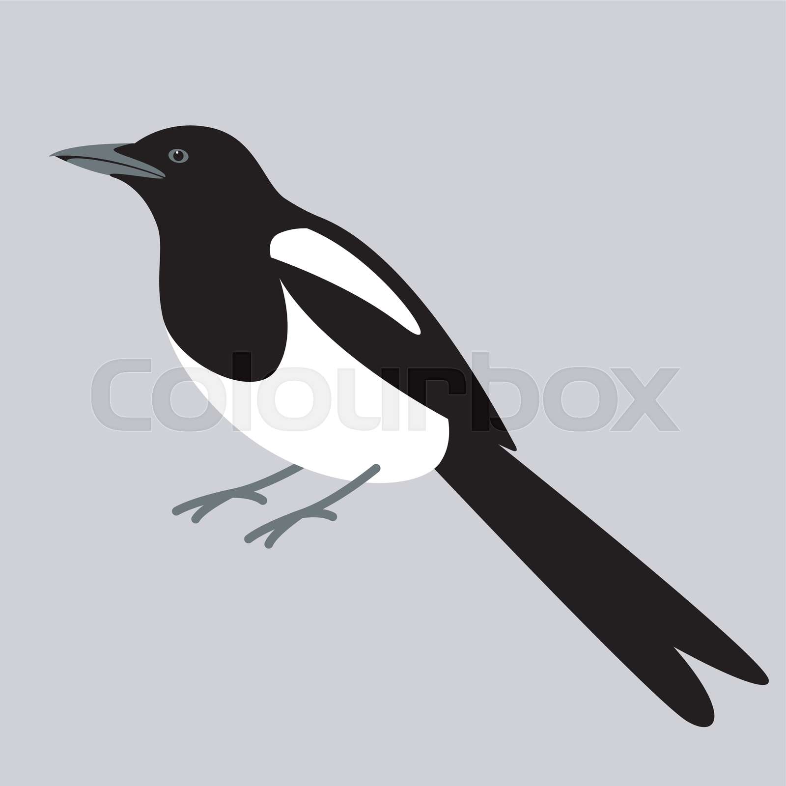 magpie bird, vector | Stock vector | Colourbox