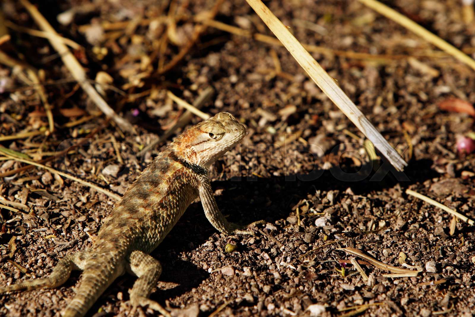 Arizona Desert Lizard | Stock image | Colourbox