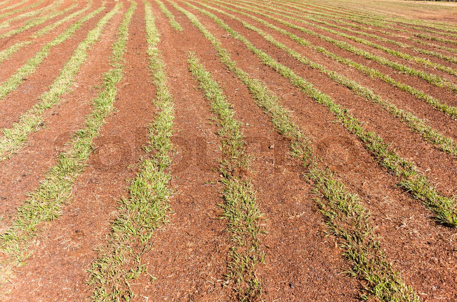 Grass Turf Growing Field | Stock image | Colourbox