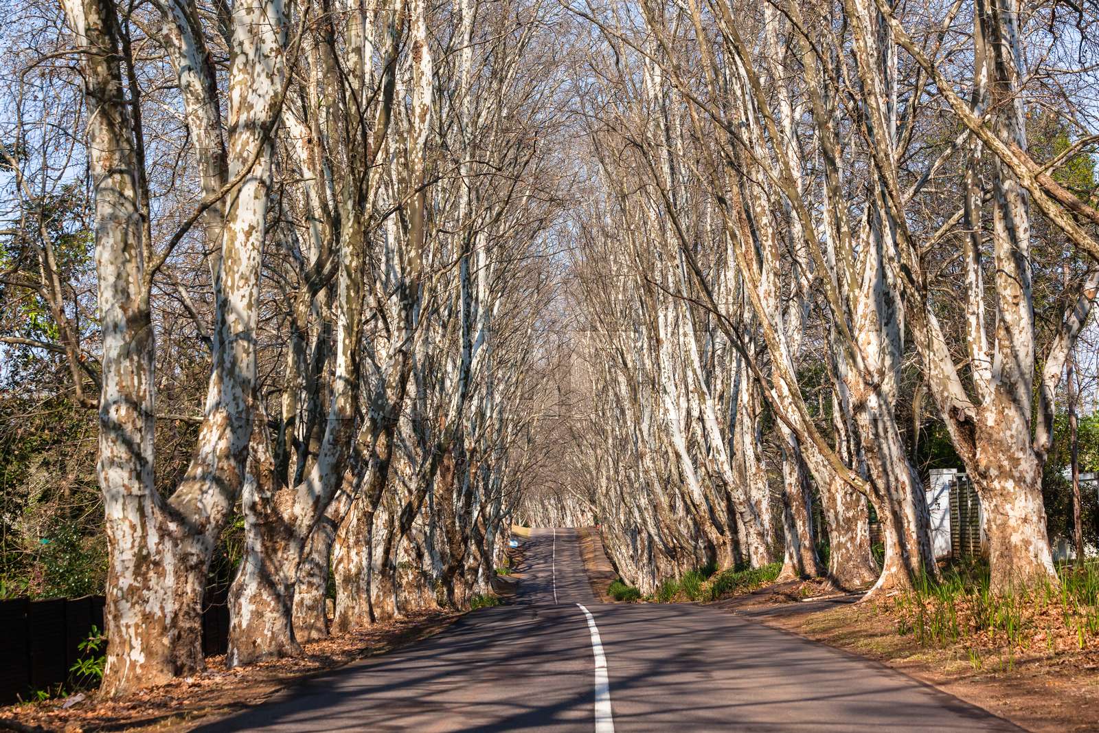 Road Trees | Stock image | Colourbox