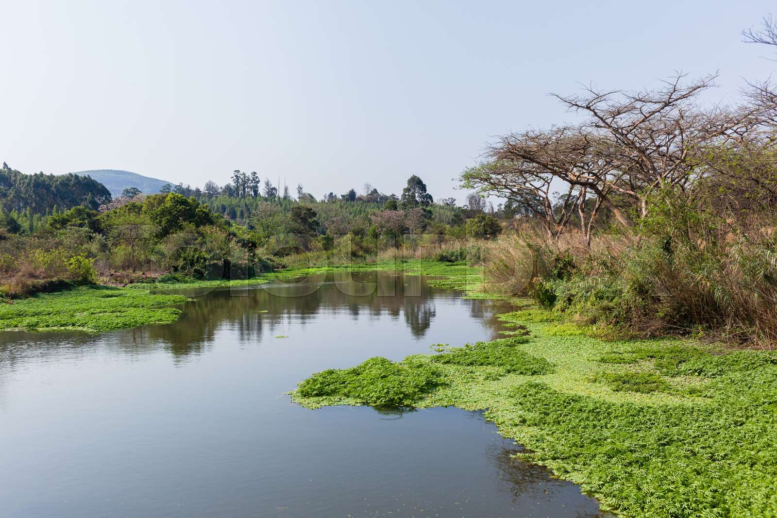 River Green Wetland Landscape | Stock image | Colourbox