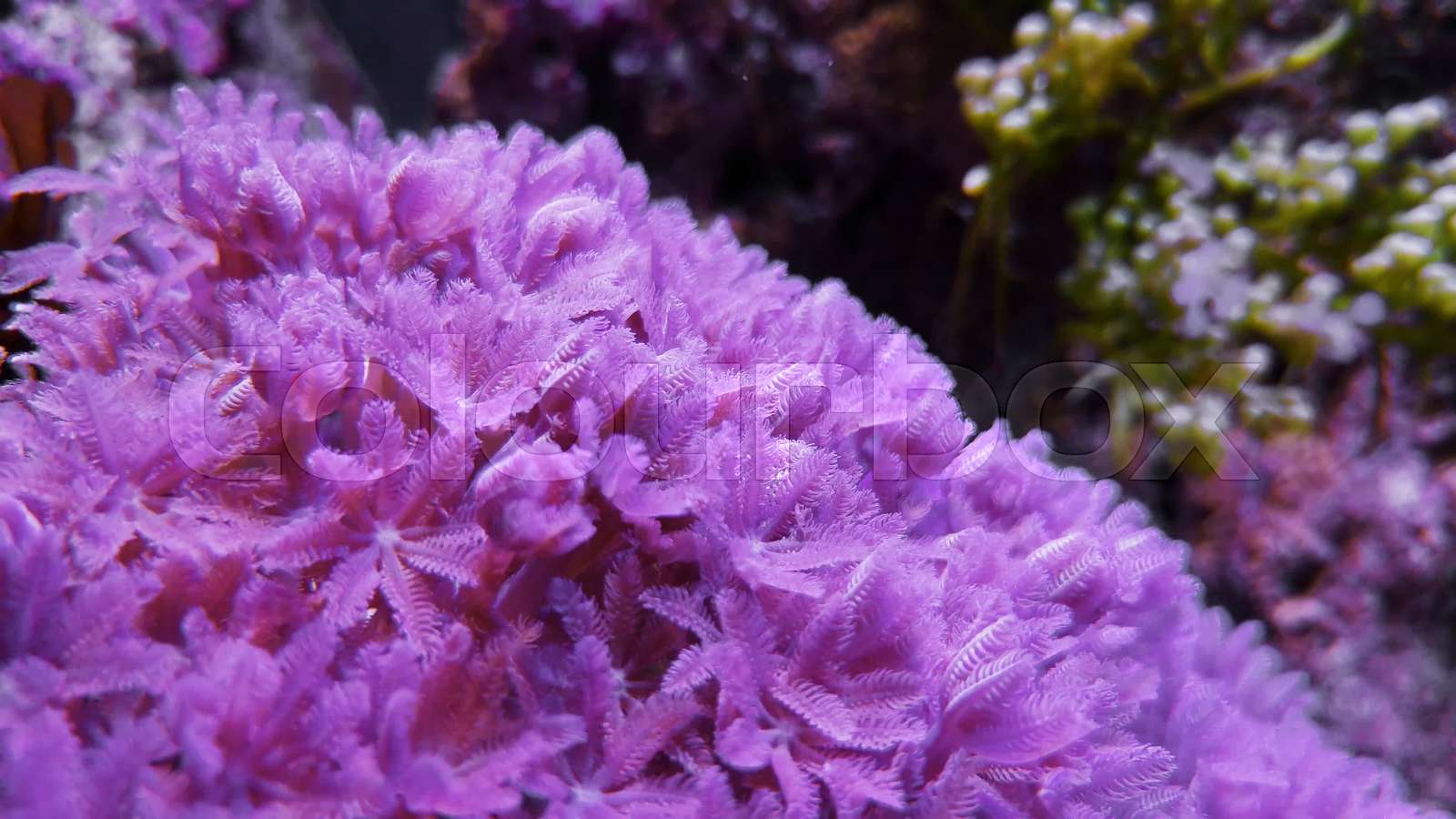 Soft coral ruby red pulsing xenia | Stock video | Colourbox