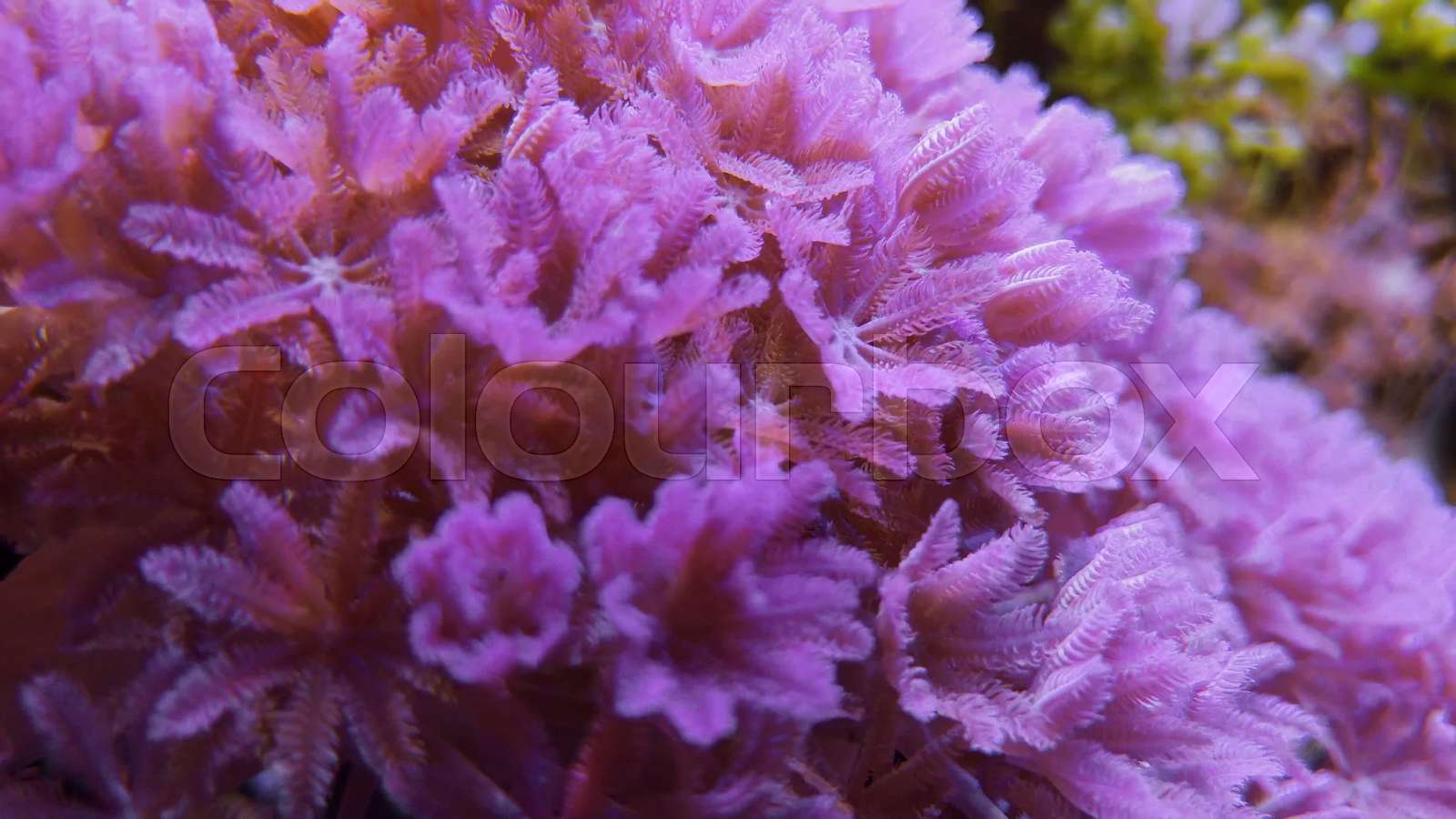 Waving hand or pulse coral, underwater Xenia | Stock video | Colourbox