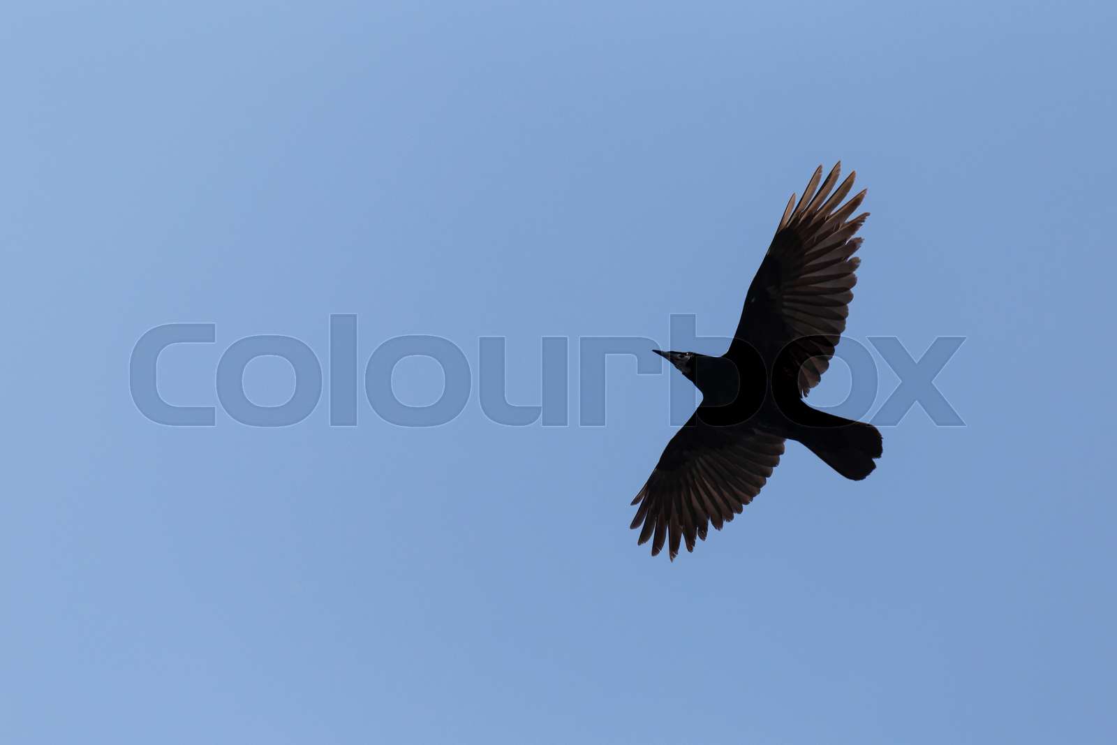 rook flying in a blue sky | Stock image | Colourbox