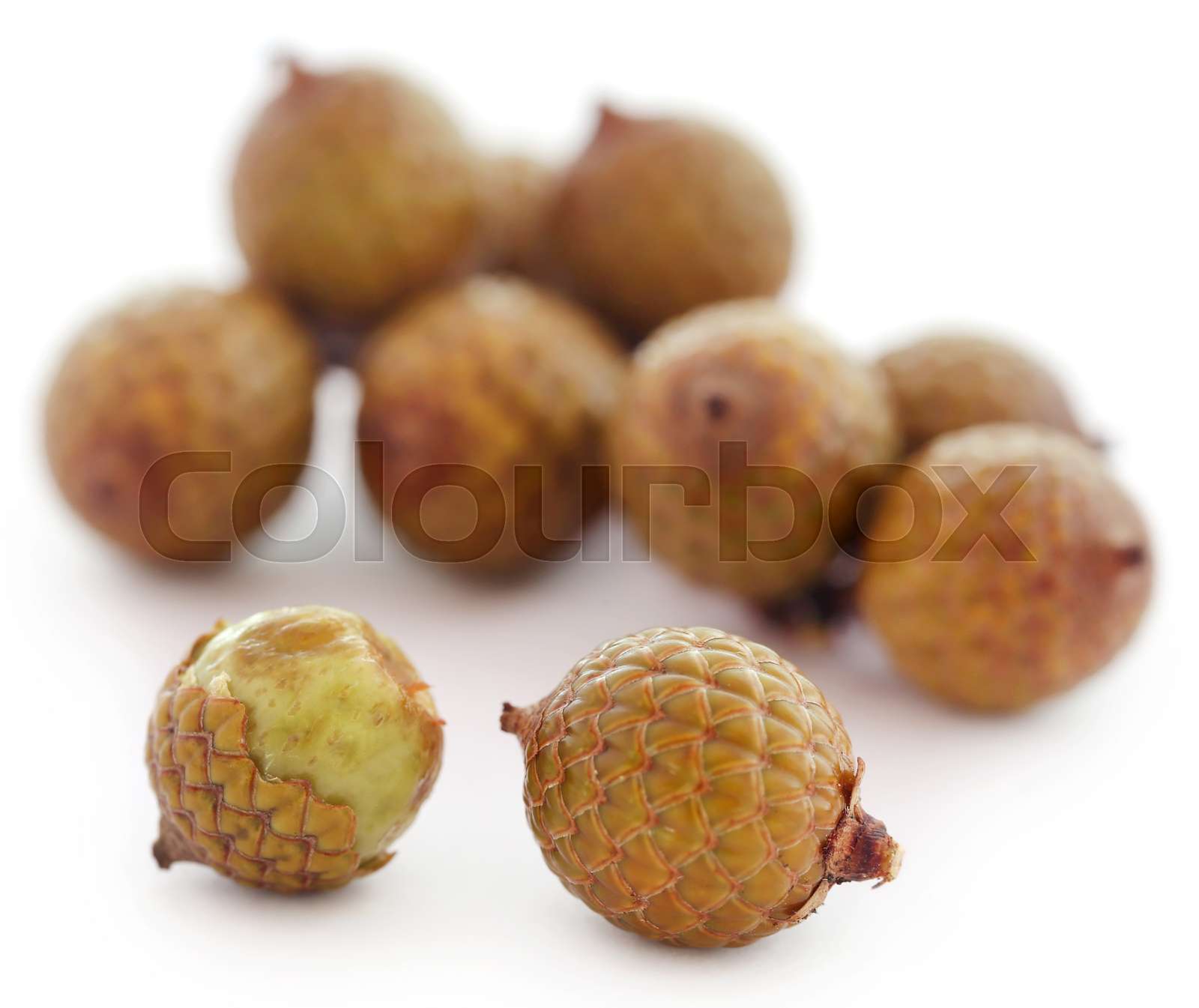 Tropical Calamus tenuis, a rare medicinal species | Stock image | Colourbox