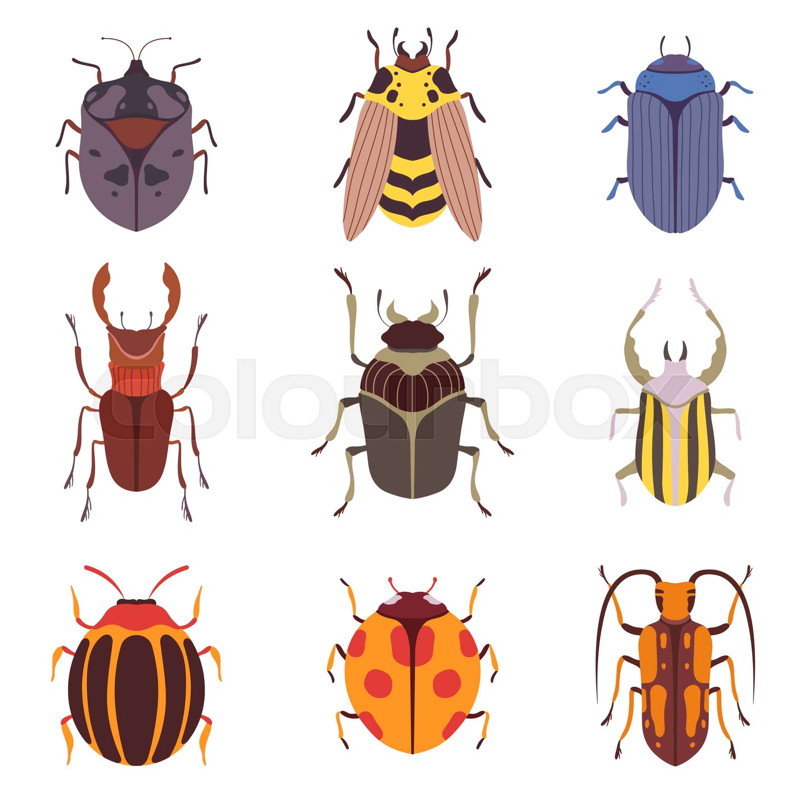 Collection of Various Insects Species, Bugs, Beetles, Wasp, Top View ...