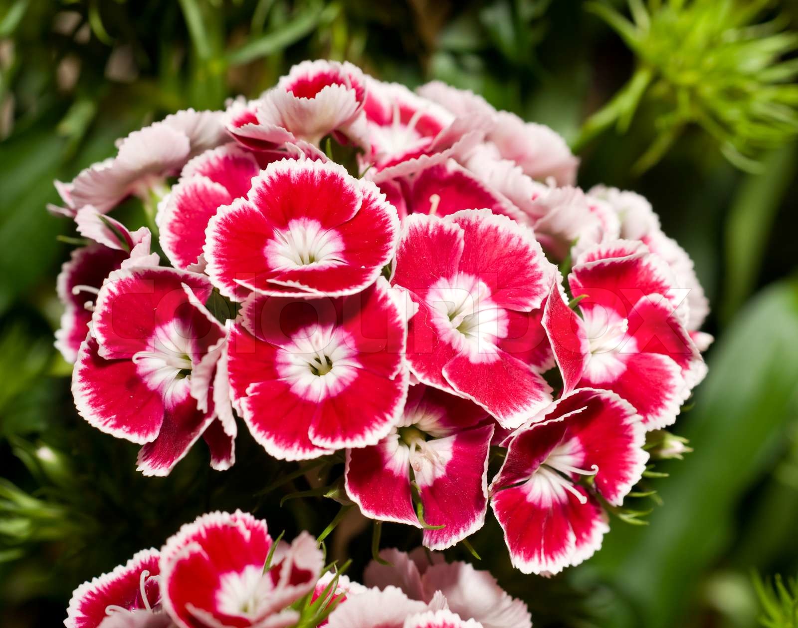 Nelken oder rosa Blumen | Stock Bild | Colourbox