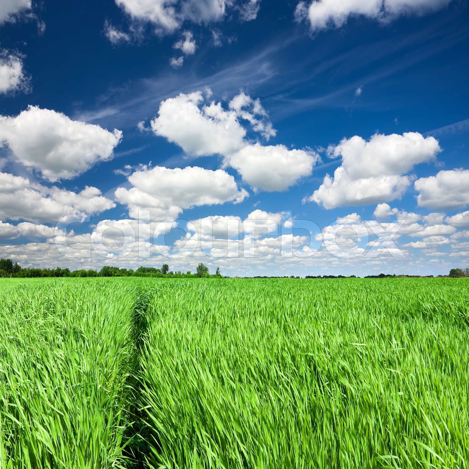 Trail through green field in tall grass | Stock image | Colourbox
