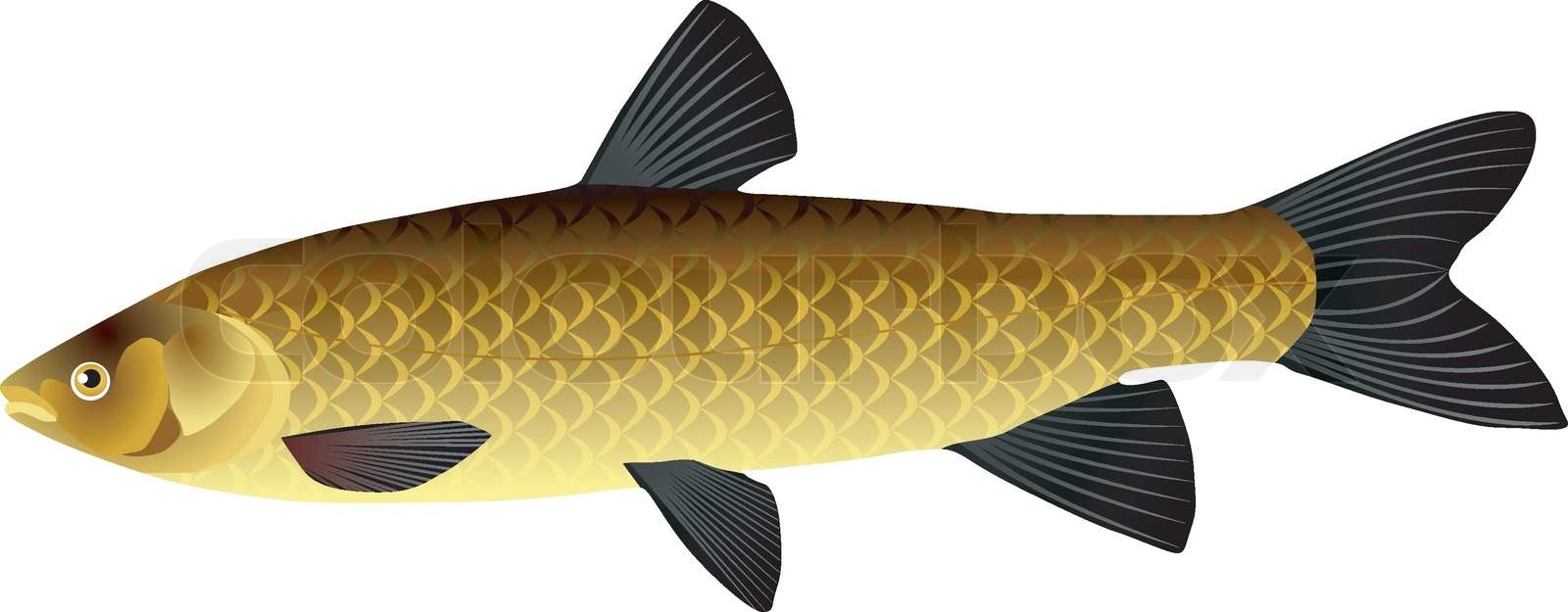 vectors Chinese carp | Stock vector | Colourbox