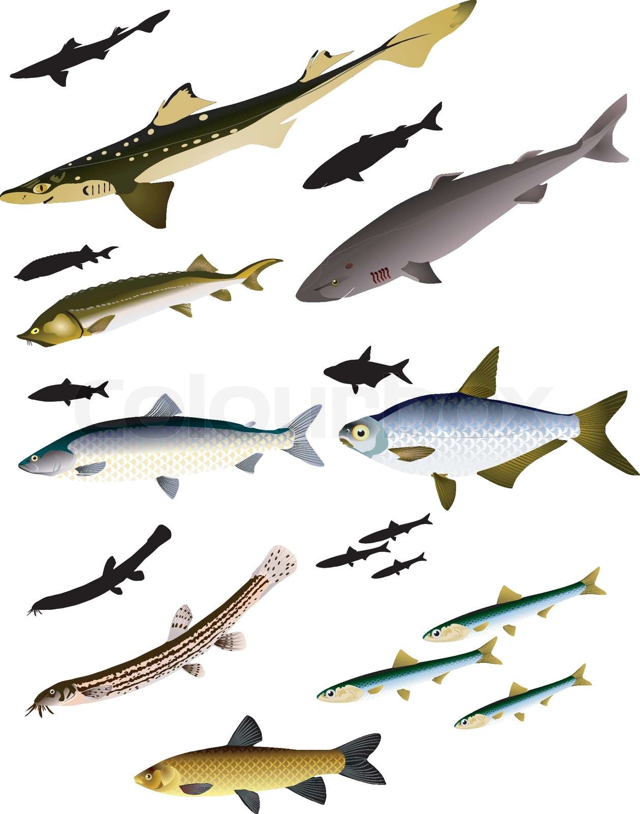 collection of vector images of fish | Stock vector | Colourbox