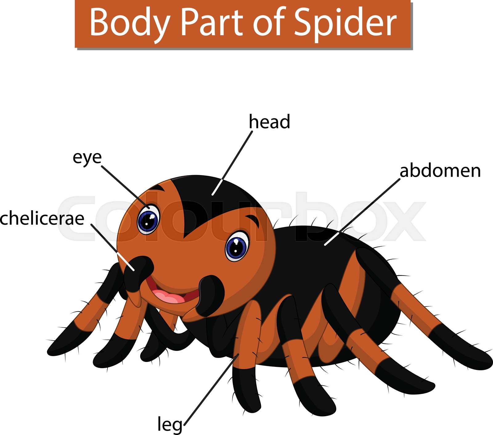 Arachnids Diagram
