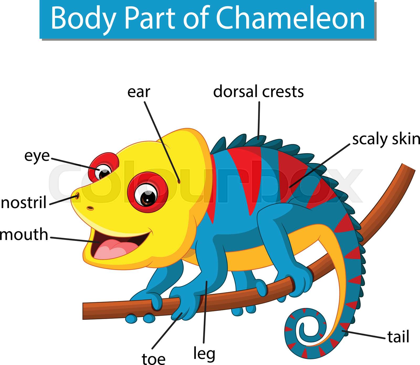 Chameleon Tongue Anatomy