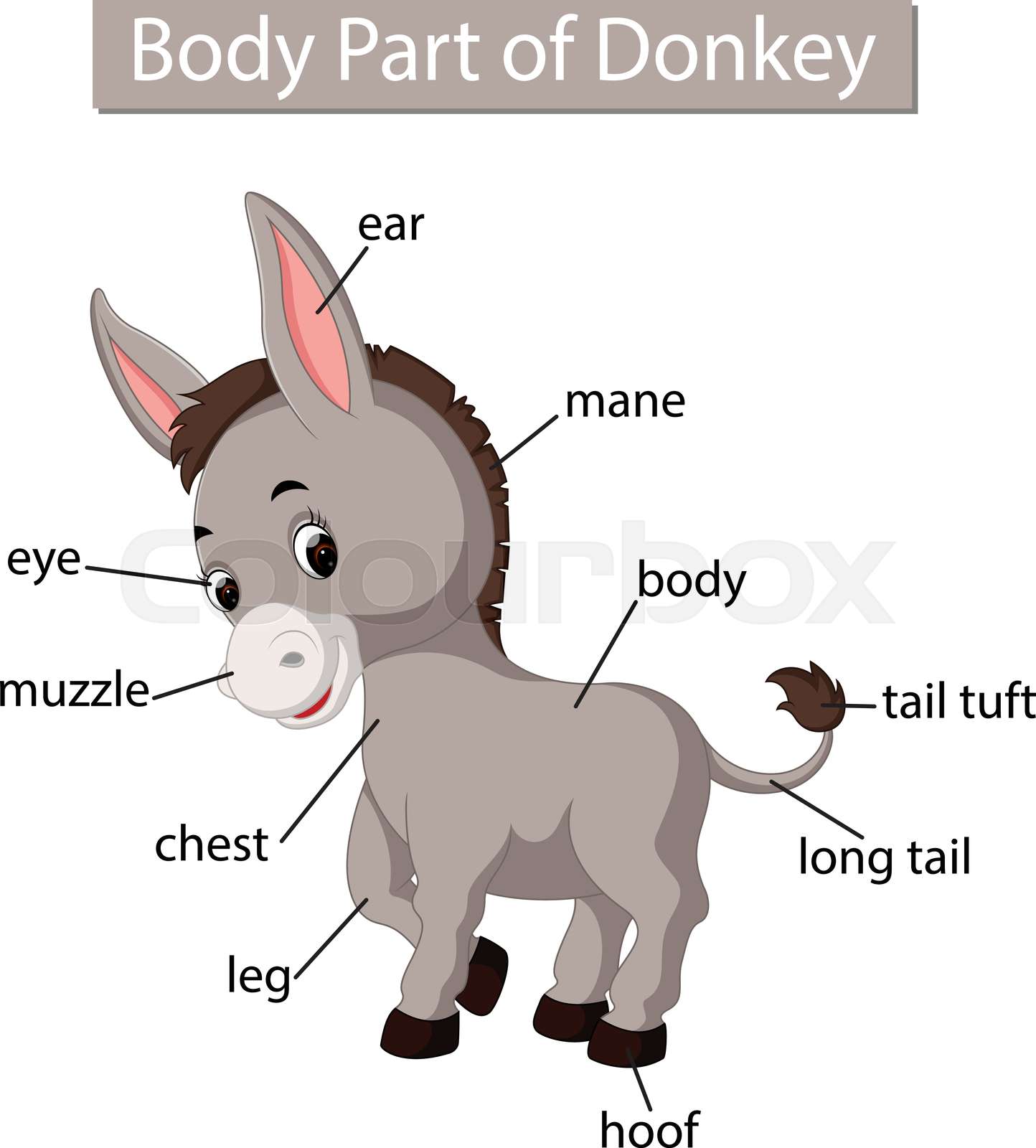 Diagram showing body part of donkey | Stock vector | Colourbox