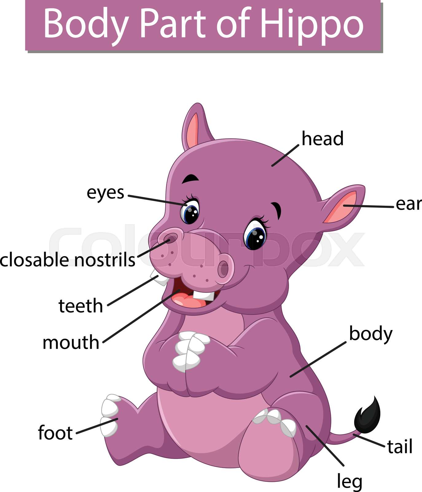 Diagram showing body part of hippo | Stock vector | Colourbox