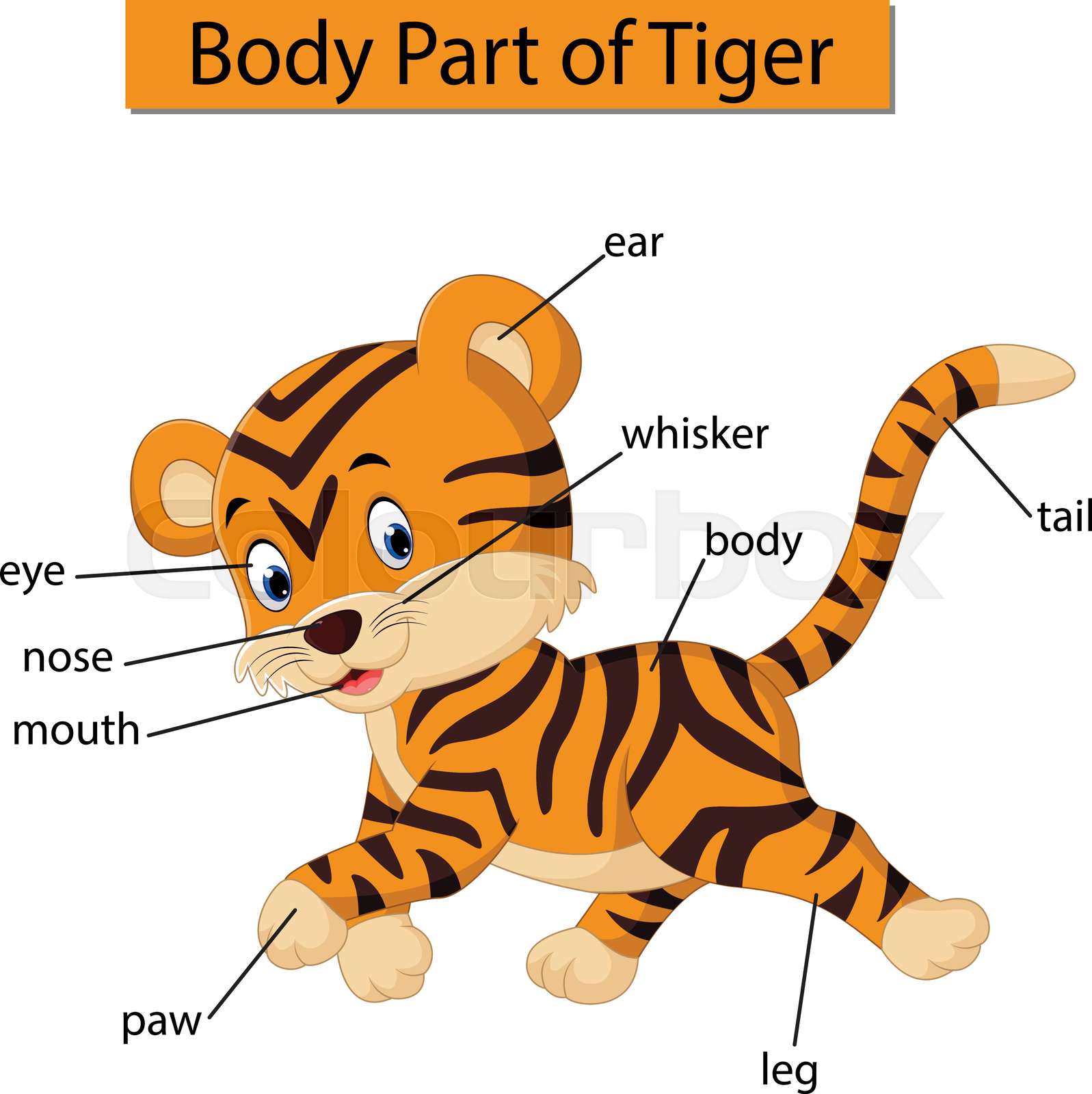 Diagram showing body part of tiger | Stock vector | Colourbox