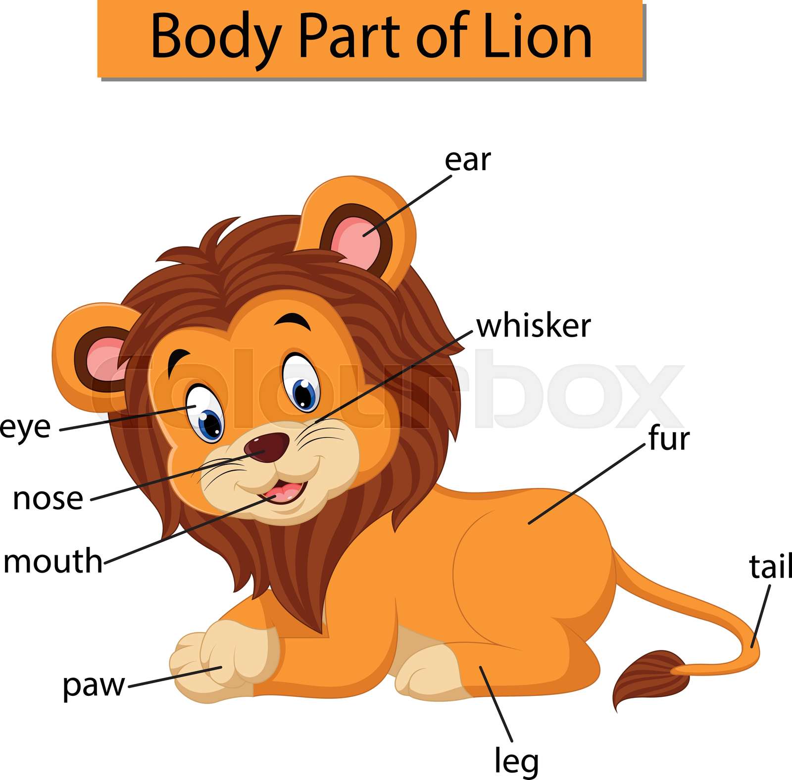 Diagram showing body part of lion | Stock vector | Colourbox