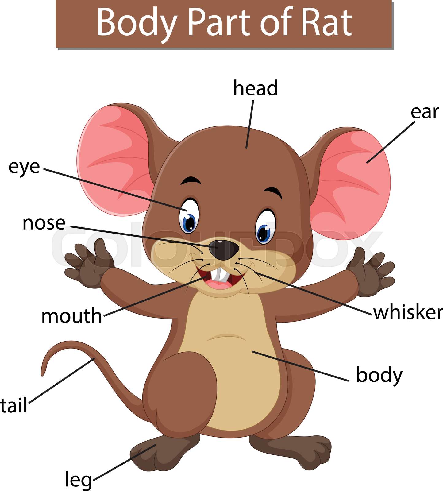 Diagram showing body part of rat | Stock vector | Colourbox