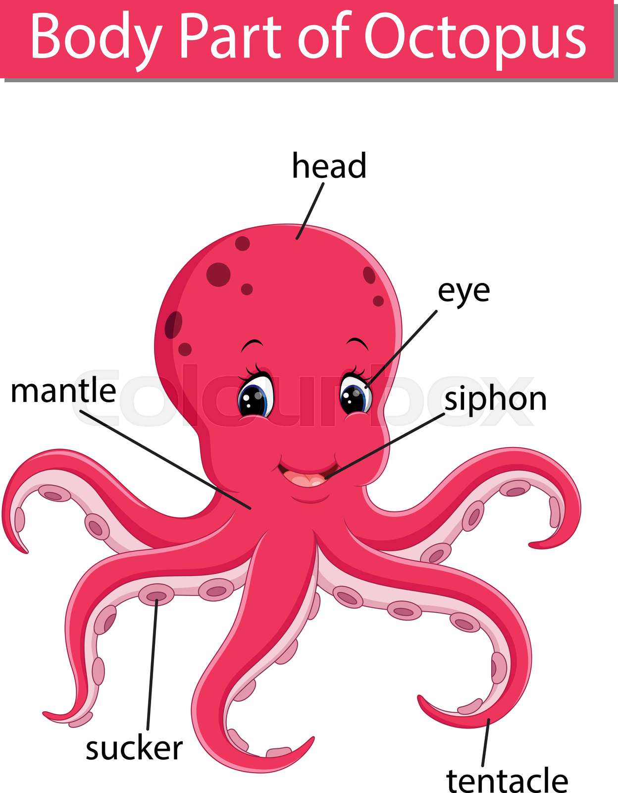 Diagram showing body part of octopus | Stock vector | Colourbox