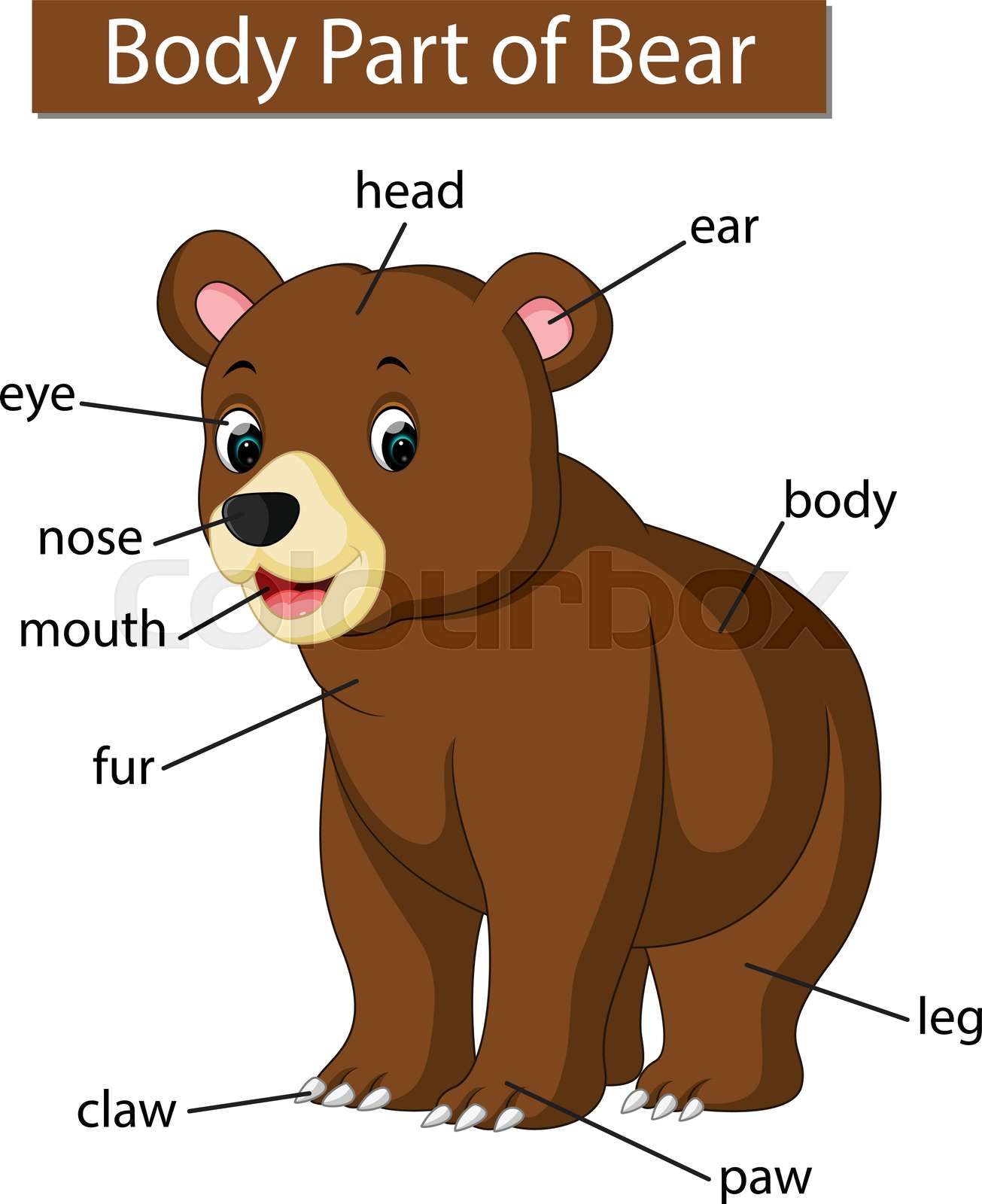 Bear Carnivora Chart