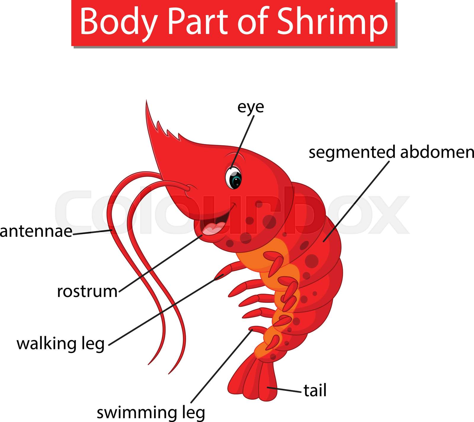 Shrimp Diagram