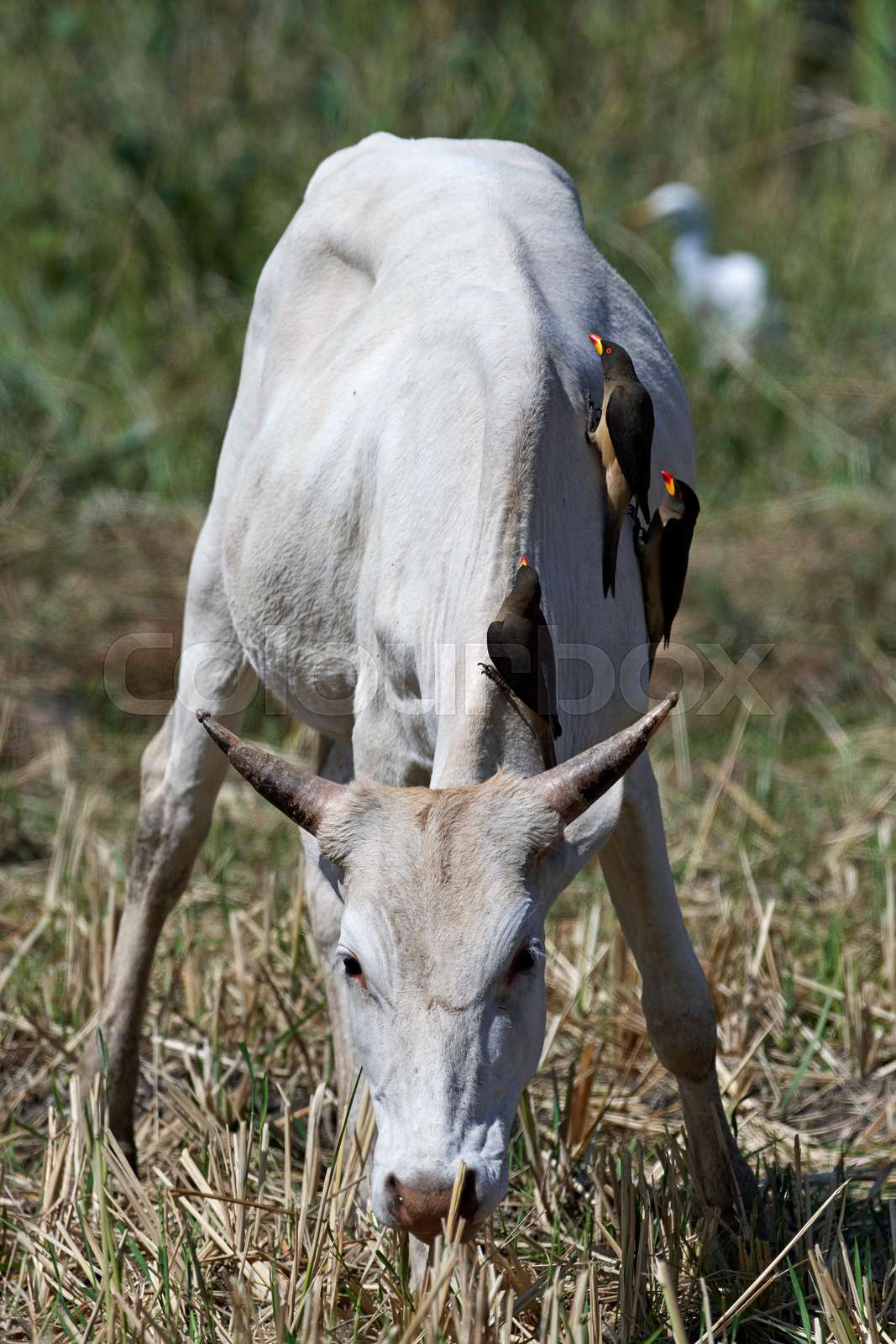 Yellow-billed oxpecker (Buphagus africanus) | Stock image | Colourbox