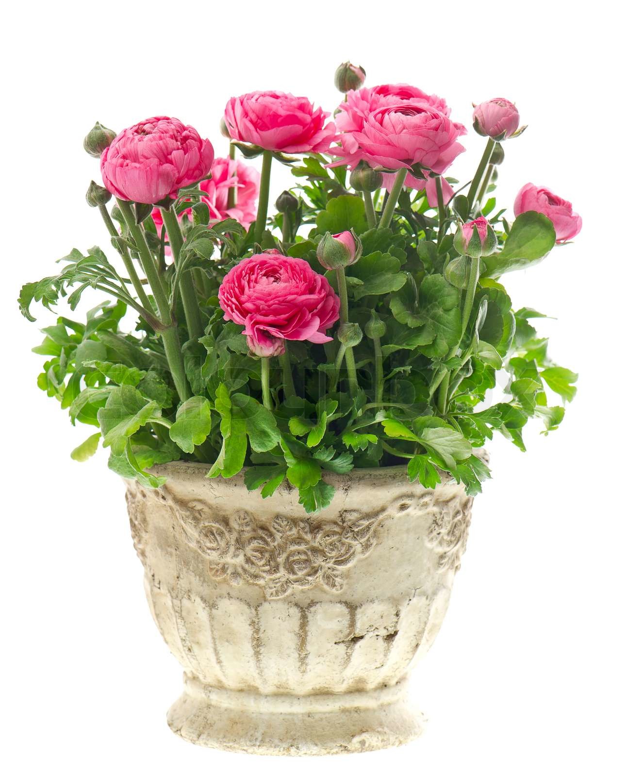 beautiful pink ranunculus plant in pot on white | Stock image | Colourbox