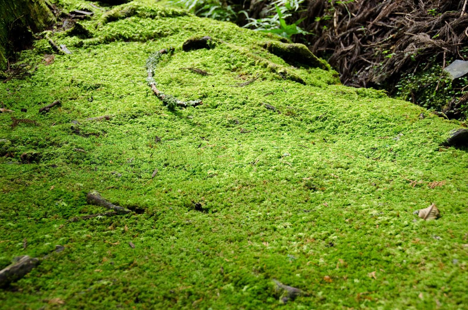Moss on forest floor | Stock image | Colourbox
