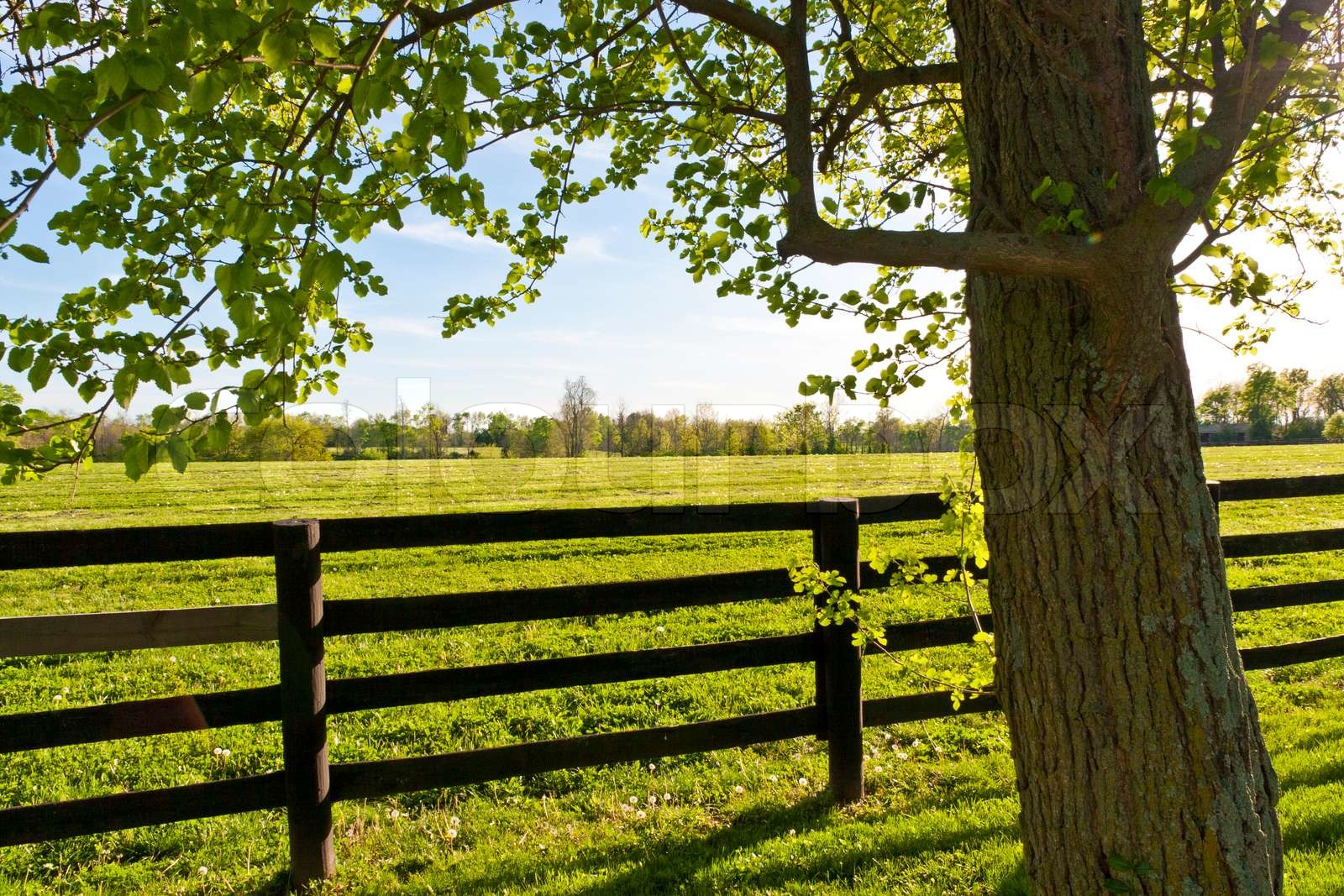 Country Scenery. Green pastures of horse farms. | Stock image | Colourbox
