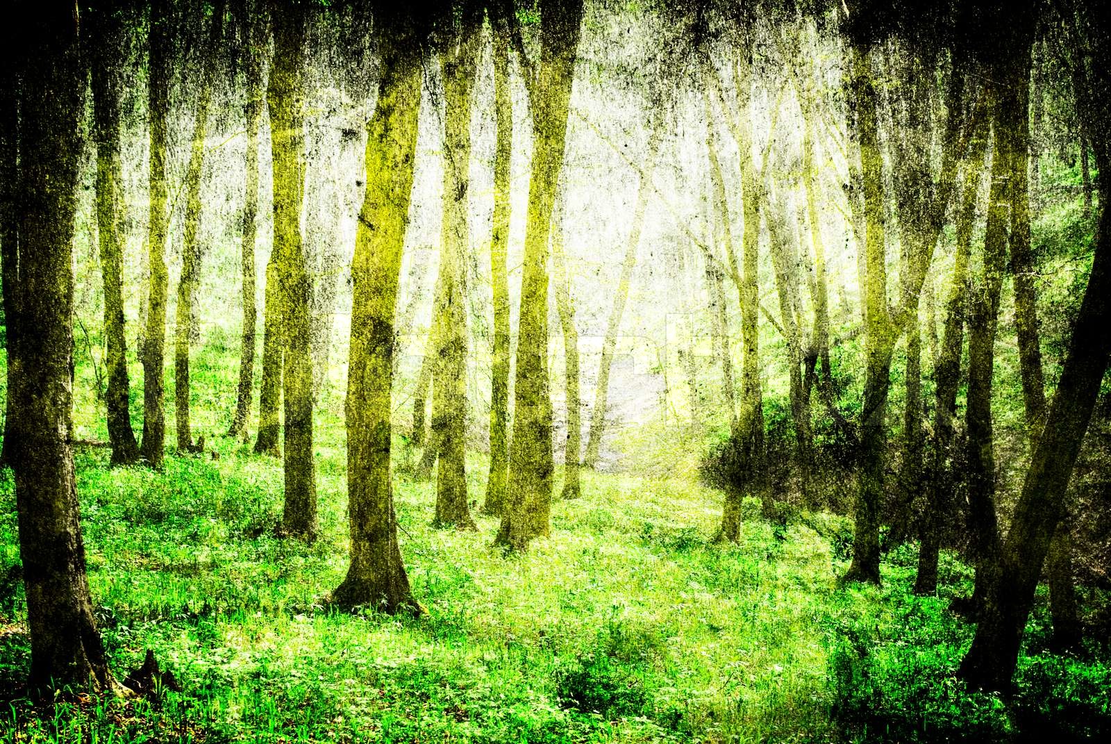 wald, hölzer, grün | Stock Bild | Colourbox