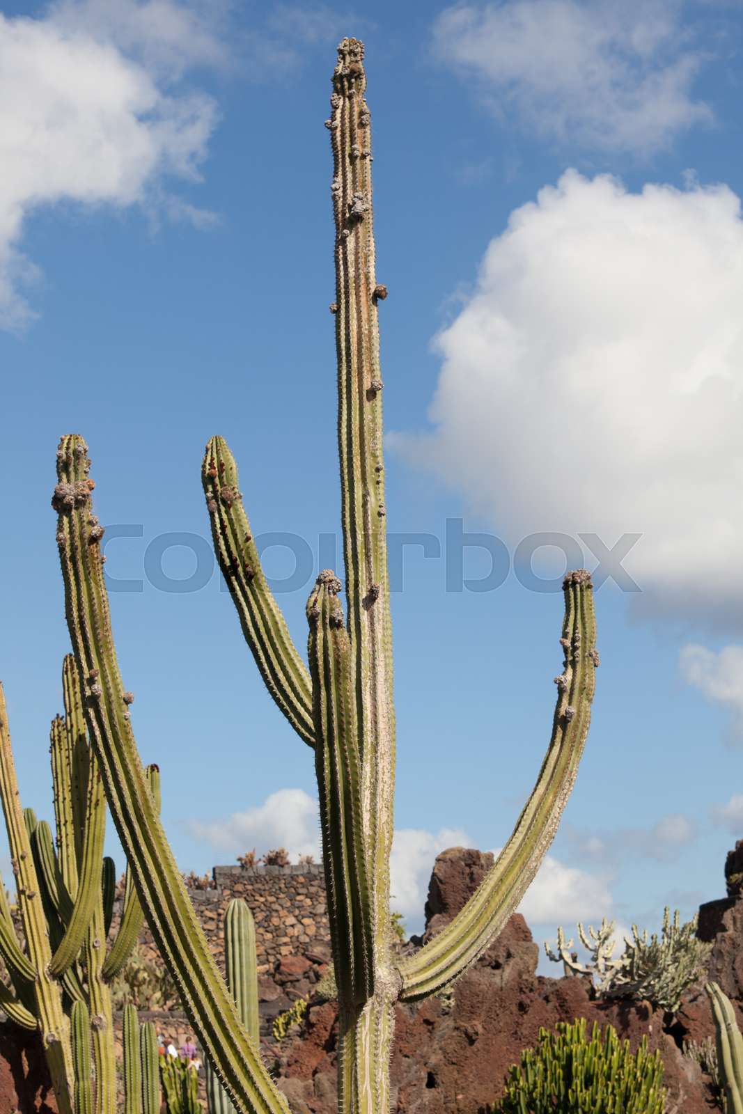 Cactus | Stock image | Colourbox
