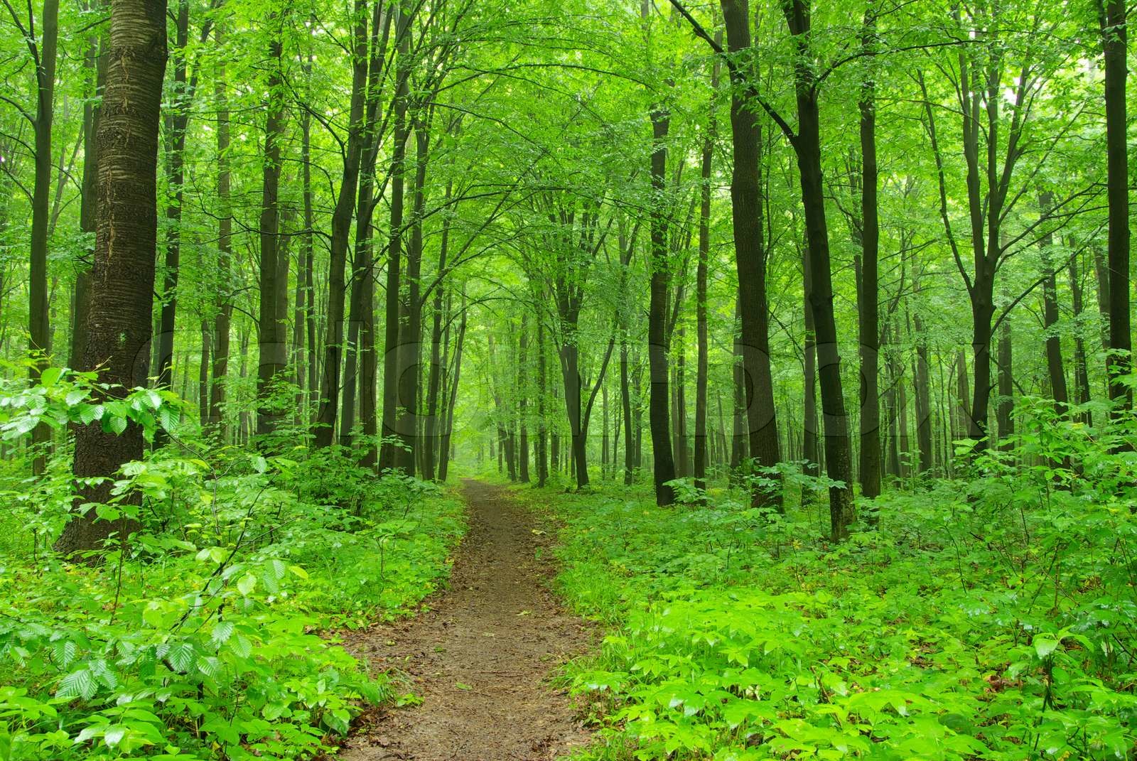 forest | Stock image | Colourbox