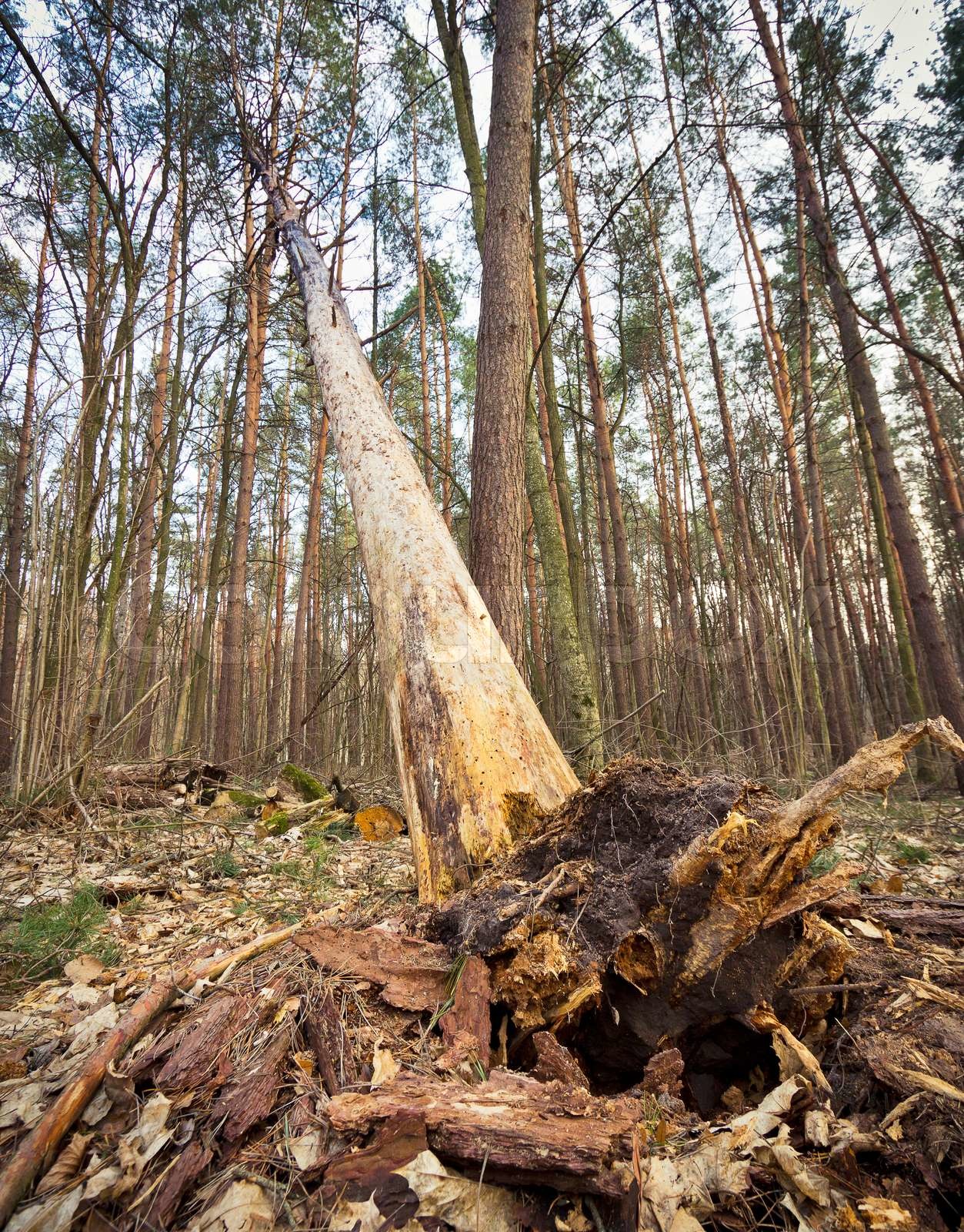 Fallen tree with protruding roots | Stock image | Colourbox
