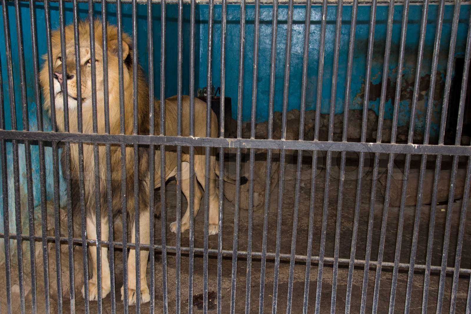 lion behind the bars at the zoo | Stock image | Colourbox