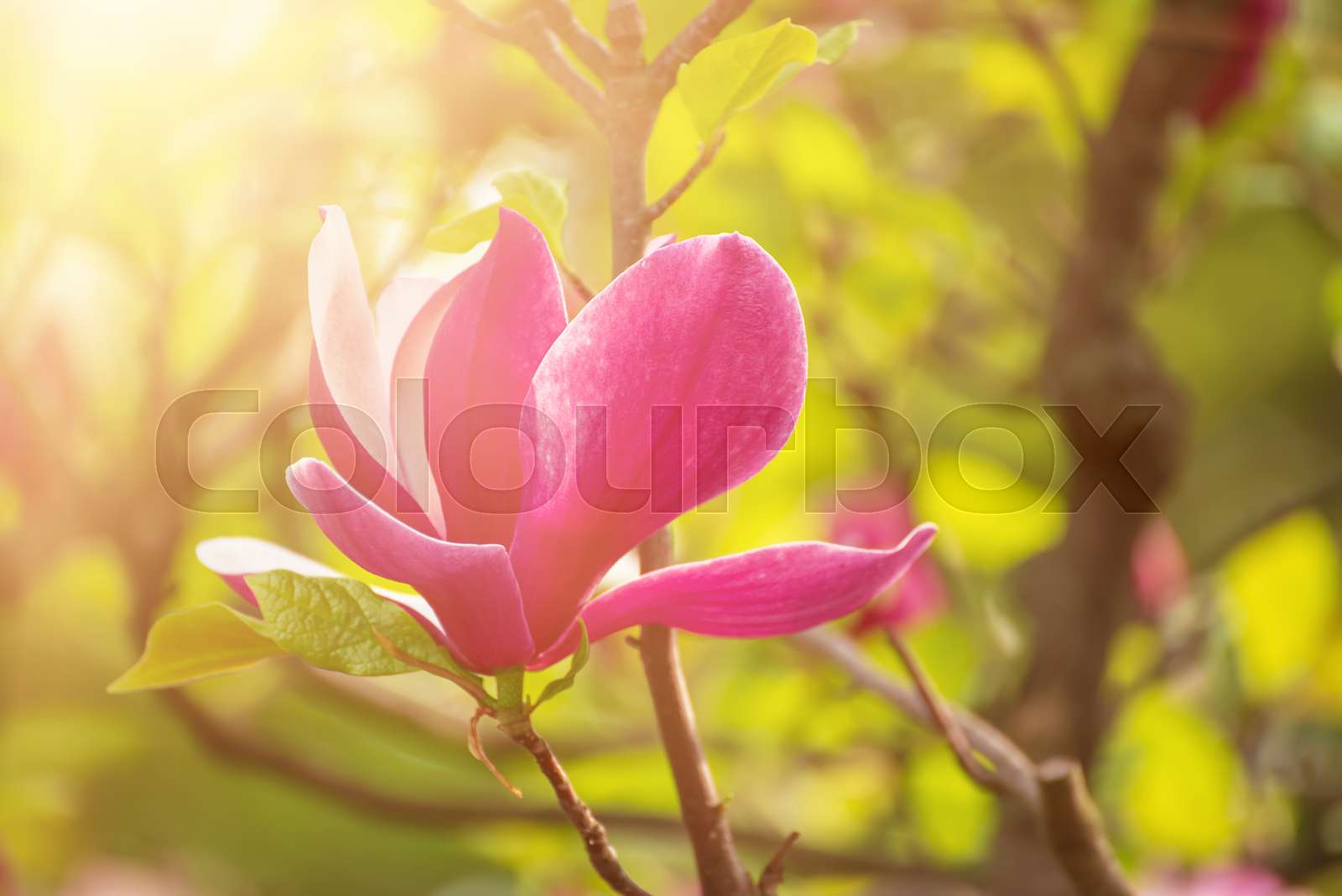 Magnolia spring flowers | Stock image | Colourbox