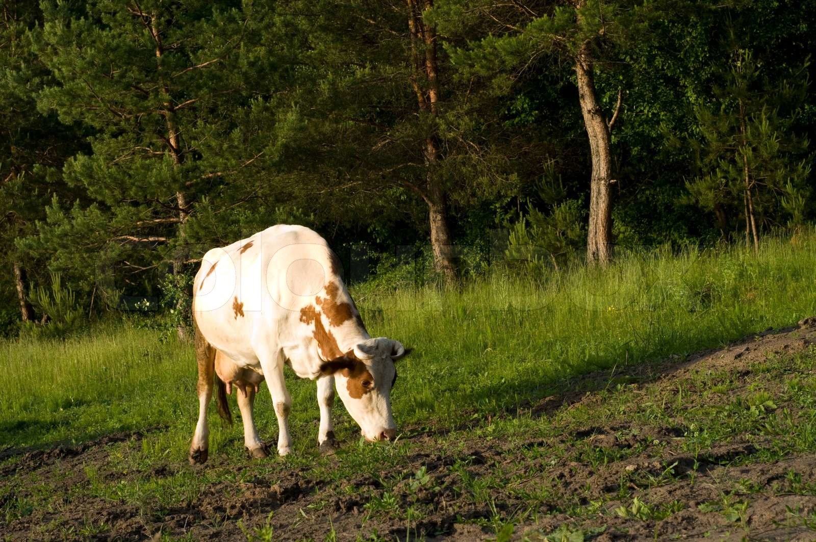 Cow on meadow | Stock image | Colourbox