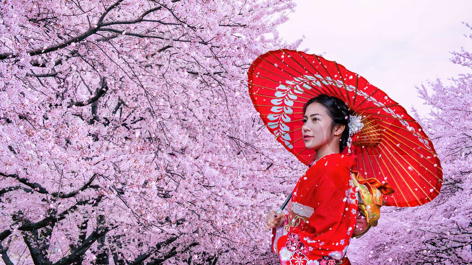 Asian woman wearing japanese traditional kimono and cherry blossom in ...