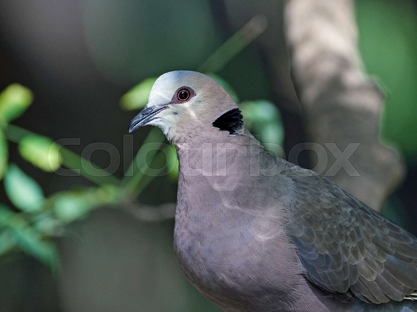 Red-eyed Dove (Streptopelia semitorquata) | Stock image | Colourbox