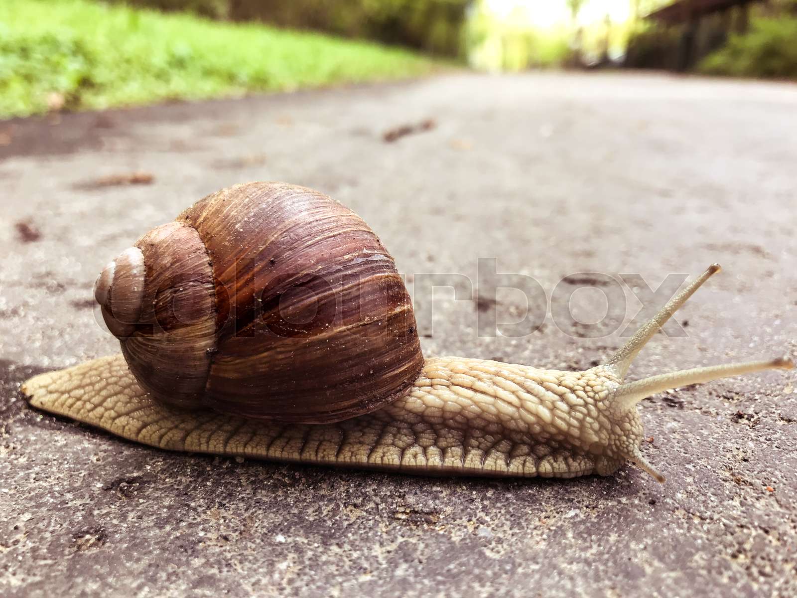 Big snail closeup on alphalt footpath in spring park | Stock image ...